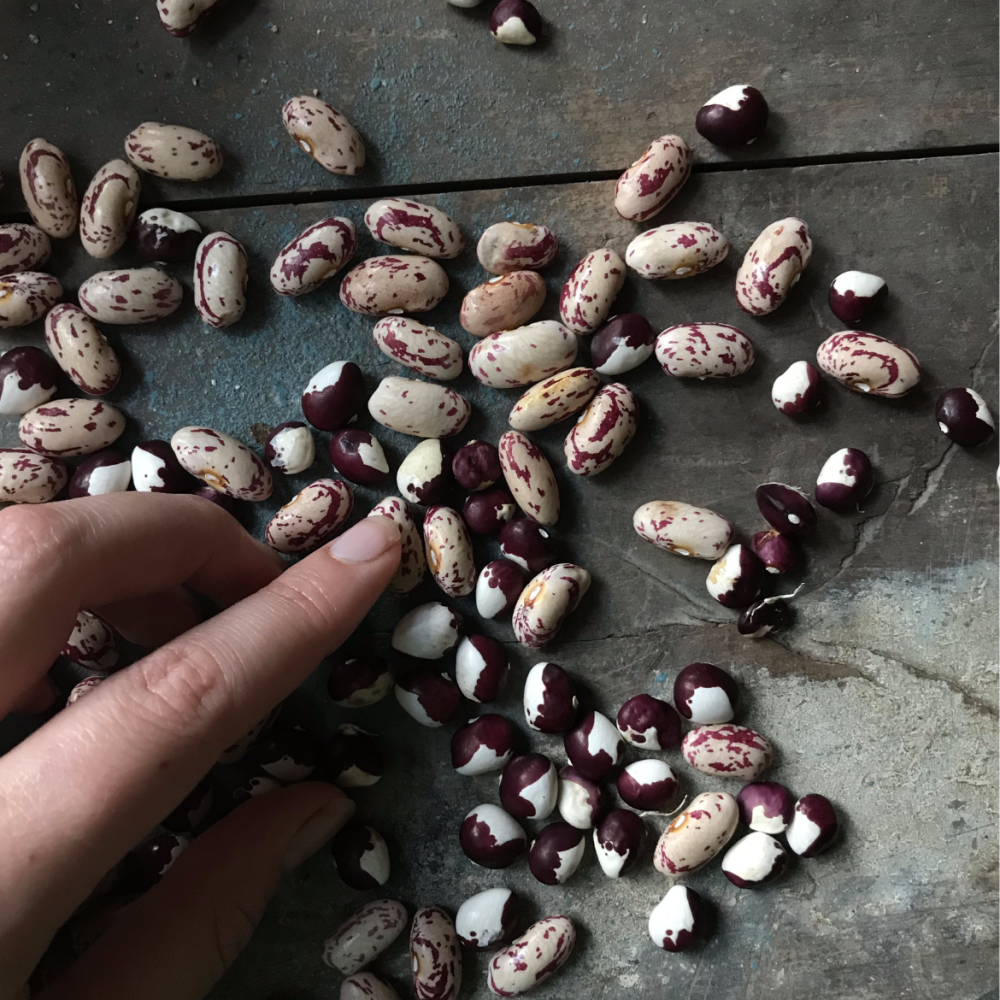 New Lynn Community Seed Library | EcoFest - EcoFest