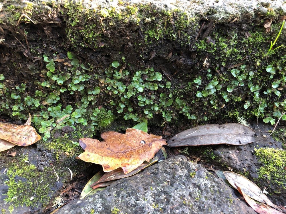 iNaturalist Project: Stone Wall Ecosystem | EcoFest - EcoFest