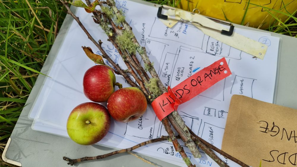 Saving Auckland's Heritage Fruit Trees | EcoFest - EcoFest